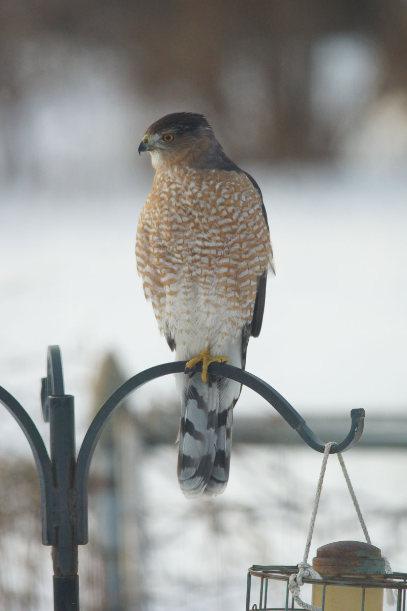 Cooper’s Hawk on Birdfeeder | Lake and Wetland Ecosystems