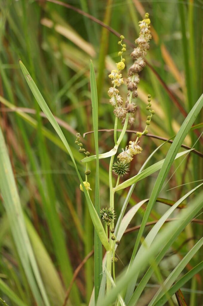 Common or Giant Bur-reed (Sparganium eurycarpum) | Lake and Wetland ...
