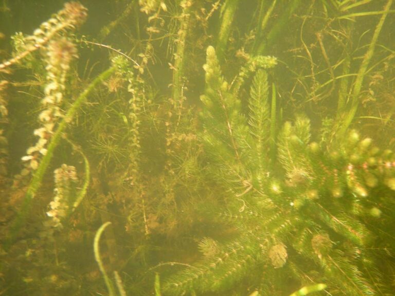Aquatic Plants: Submergent, Emergent, Floating-leaf and Free-floating ...