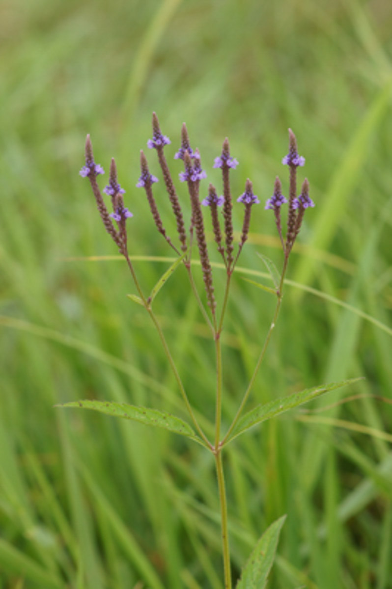 Blue Vervain (Verbena hastata) | Lake and Wetland Ecosystems