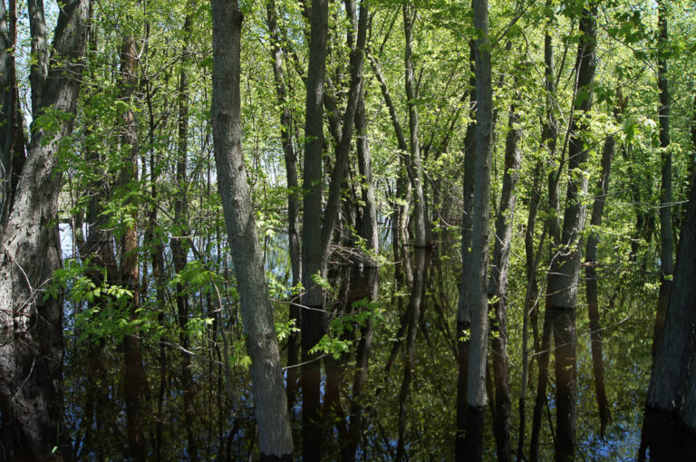 Forested Swamps | Lake and Wetland Ecosystems