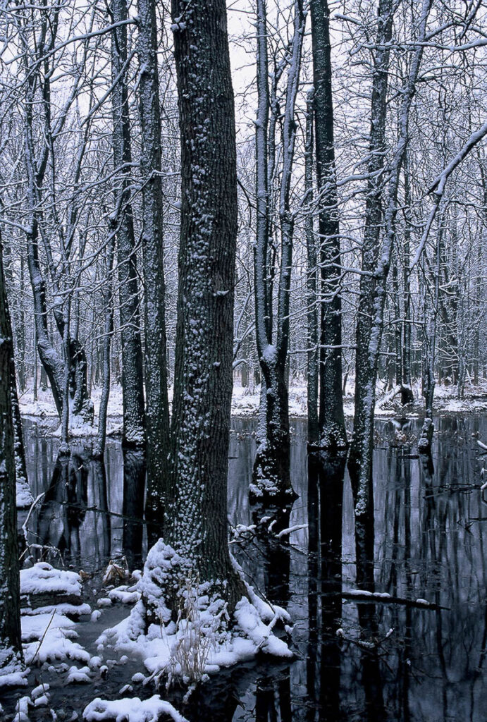 Forested Swamps | Lake and Wetland Ecosystems