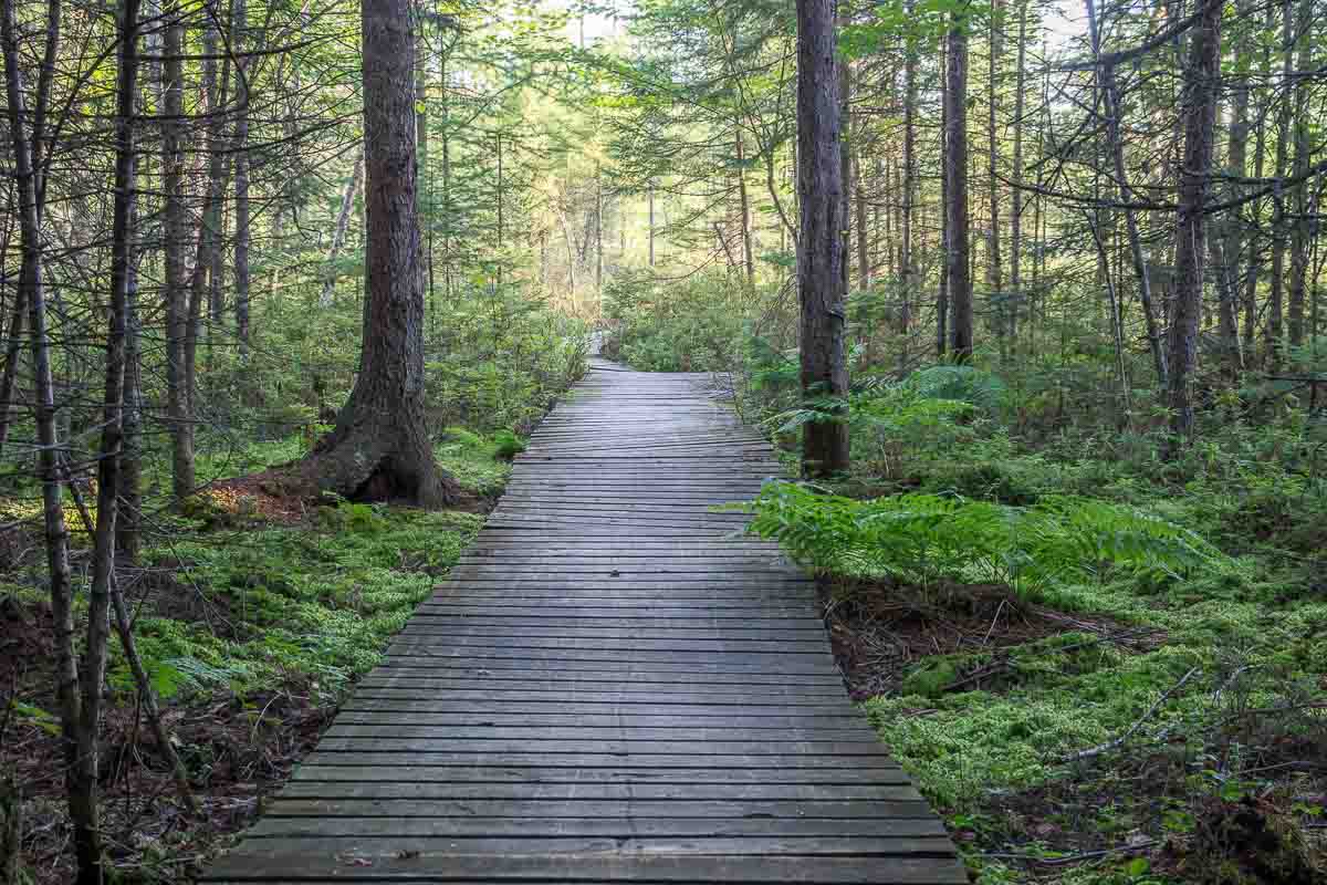 Forested Swamps | Lake and Wetland Ecosystems